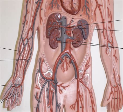Cardiovascular System Circulatory Model Diagram Quizlet