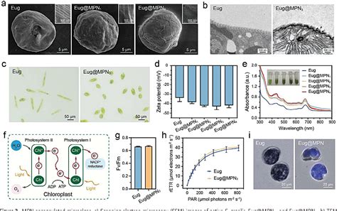Figure 2 From Cytoprotective Metalphenolic Network Sporulation To