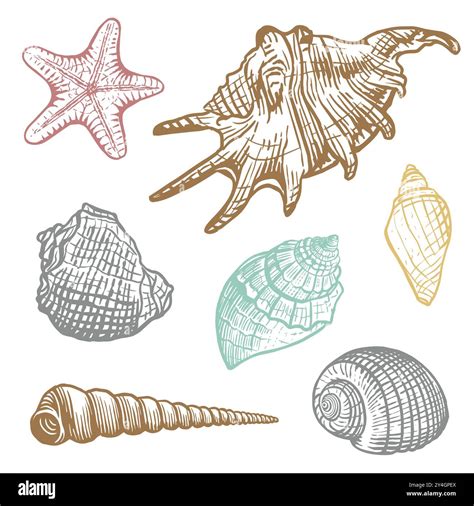 Sea Shells Colorful Vector Set Stock Vector Image And Art Alamy