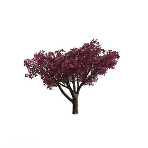 More Trees V 1 0 FS 19