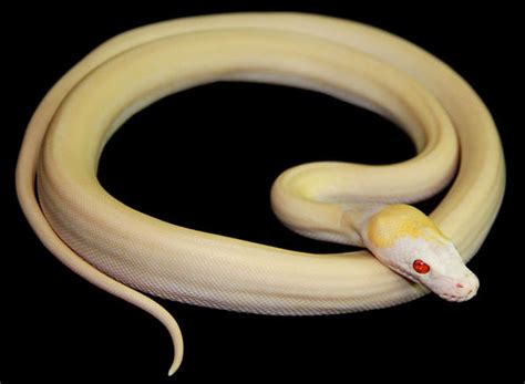 Vivariumsreptilesreticulated Python Tropical Hobbies