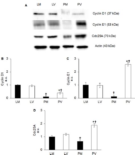 Cell Cycle Regulator Cyclinsd1 And E1 And Cdc25a Protein Content In Download Scientific