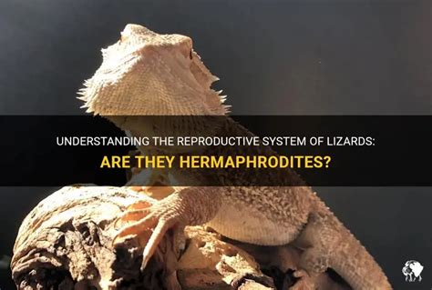 Understanding The Reproductive System Of Lizards Are They
