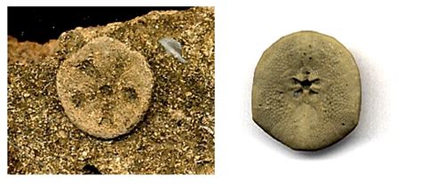 Is There A Microfossil Which Looks Like X Head Screw Fossil Id The Fossil Forum Is There A Microfossil Which Looks Like X Head Screw Fossil Id The Fossil Forum