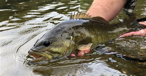 The Great Miami River Home Of Ohios Best Smallmouth Bass Fishing