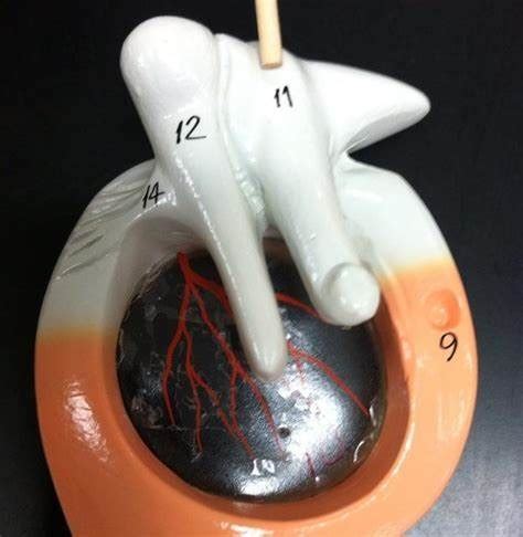 Inner Ear Diagram Quizlet Inner Ear Diagram Quizlet