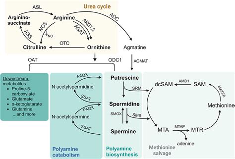The Role Of Polyamine Metabolism In Cellular Function And Physiology