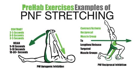 What Is Pnf And How Can It Benefit You Peak Sport And Spine Centre