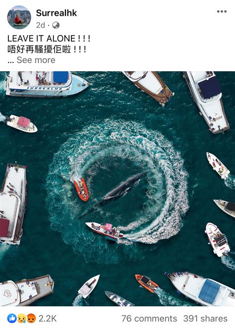 見到鯨魚比幾隻船圍住嘅相 覺得好心痛 Lihkg 討論區