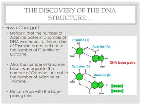 Discovery Of Dna Structure Concept Map Answers United States Map