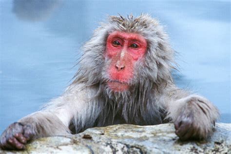 Japanese Macaque Behavior Habitat Diet And Conservation