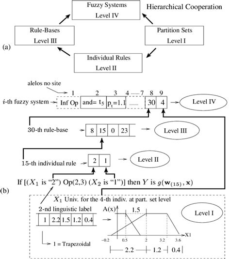 Hierarchical Cooperation Between A Species B Individuals Of
