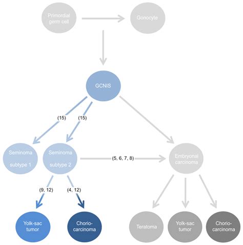Updated Illustration Of Gct Pathogenesis Based On The Data And