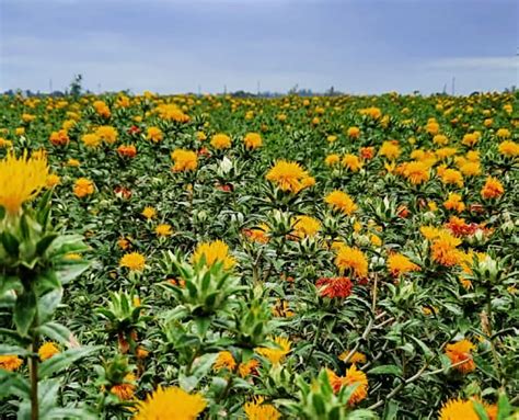 Safflower Baker Seed Co