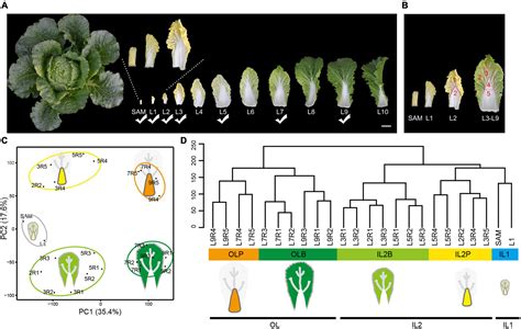 How To Plant Cabbage Head At Raymond Trombly Blog