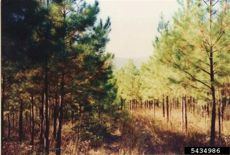 Loblolly Pine Pinus Taeda L