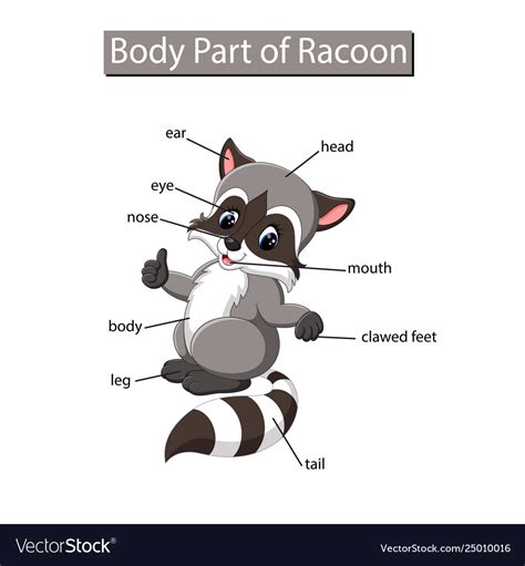 Raccoon Anatomy Diagram