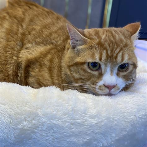 코리안 숏 헤어 레오 브리티쉬숏헤어분양 토이푸들분양 애완견분양 폼피츠분양 유기묘무료분양 말티푸분양 강남고양이분양 말티즈분양 강아지무료분양 유기견무료분양 유기묘입양