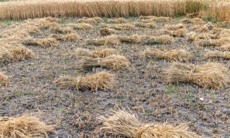 What Is Nominal Grain Yield Agriculture And Data Insights