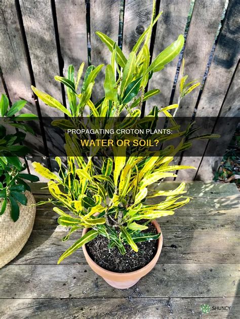 Propagating Croton Plants Water Or Soil Shuncy