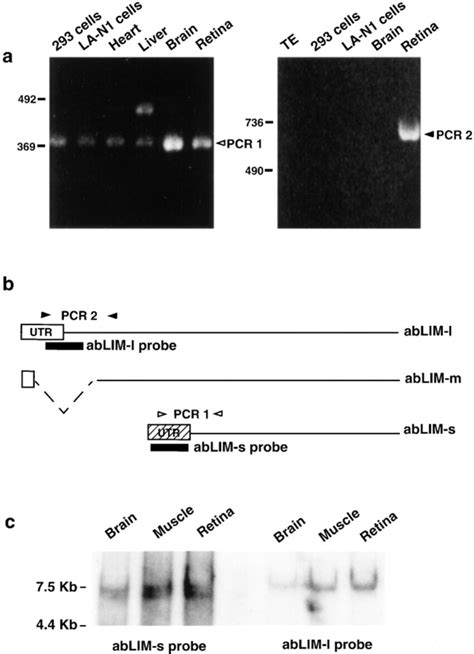 Characterization Of Multiple Ablim Transcripts A Isoform Specific
