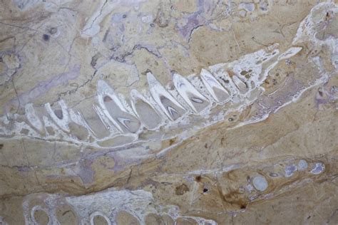 Neptunidraco Un Nuevo Cocodrilo Marino Del Jurásico Medio Aragosaurus