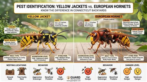 Wasp Identification Guide Green Pest Management