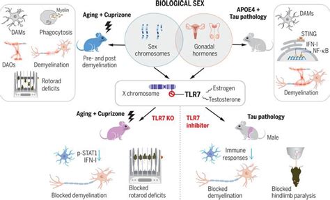 Sex Differences In Neuron Protection Could Reveal Alzheimers Target