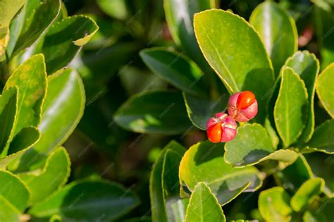 Euonymus Japonicus Fruit
