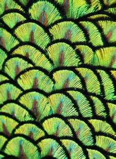 17 Ideas De Patrones Naturaleza Disenos De Unas Patrones En La Naturaleza Fractales En La