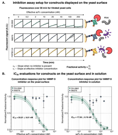 Inhibition Assays On The Yeast Surface And In Solution A Inhibition Download Scientific