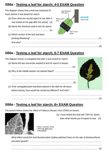 Sb6a Starch Testing Of Leaves Differentiated Exam Questions Edexcel Single Biology Gcse