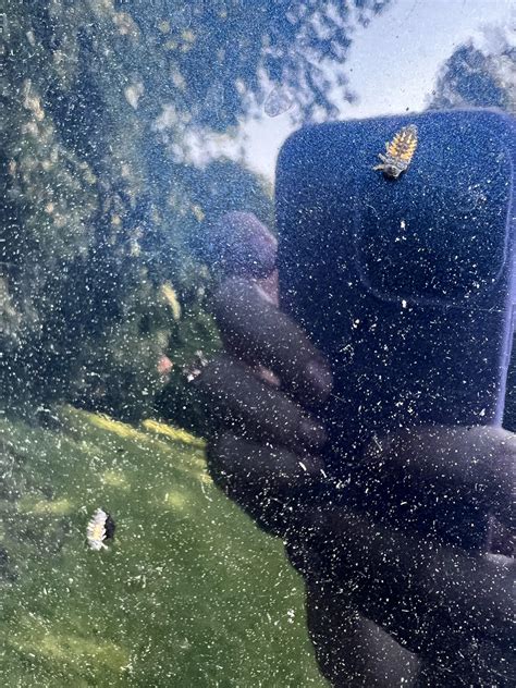 Northern Nj R Whatisthisbug