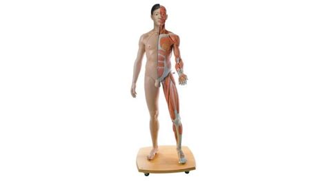 Life Size Dual Sex Human Figure 39 Part Instruments Direct