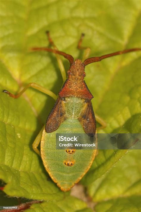Closeup On The Green Nymph Of The Box Bug Gonocerus Acuteangulatus