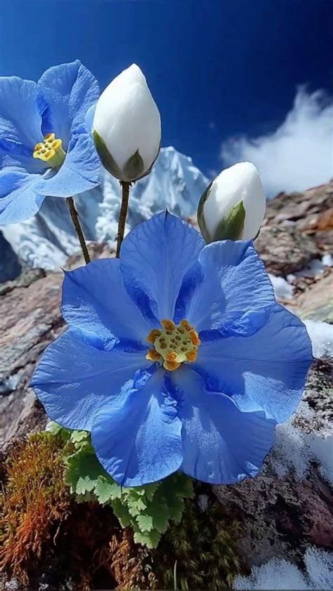 ყვავილების მოვლა და მათი მეთოდები