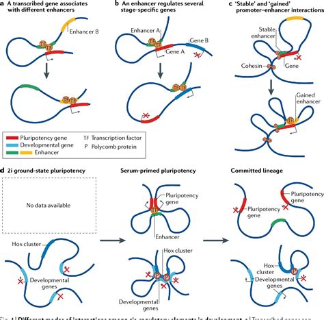 Dna Replication Semantic Scholar