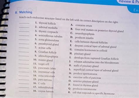 solved match each endocrine structure listed on the left