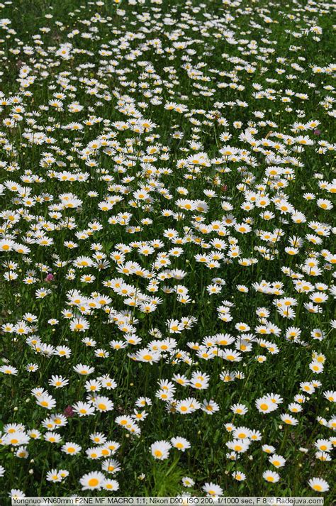 Review Yongnuo YN Mm F NE MF MACRO Happy