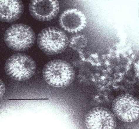 Week Eight Viral Gi Infections Flashcards Quizlet
