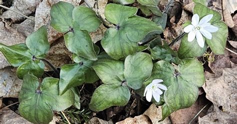 Sharp Lobed Liverleaf Hepatica Acutiloba