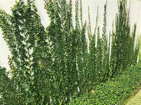Creeping Fig Vine