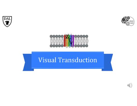 1011 Visual Transduction Visual Transduction Light And The
