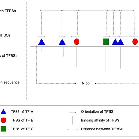 Schematic Representation Of Cis Regulatory Modules A Cis Regulatory