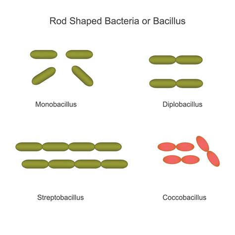 Classification Of Bacteria On The Basis Of External Morphology Rod Shaped Bacteria Or Bacillus