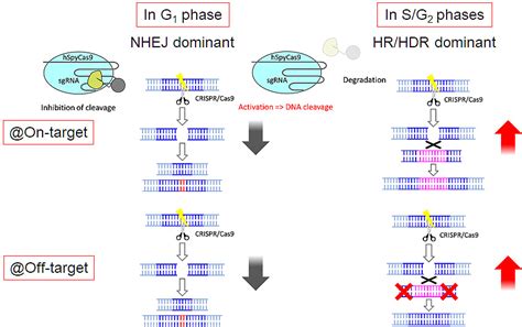 Use Of A Clustered Regularly Interspaced Short Palindromic Repeats