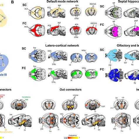 Global Hubs And Rich Club Of The Mouse Connectome A Anatomical