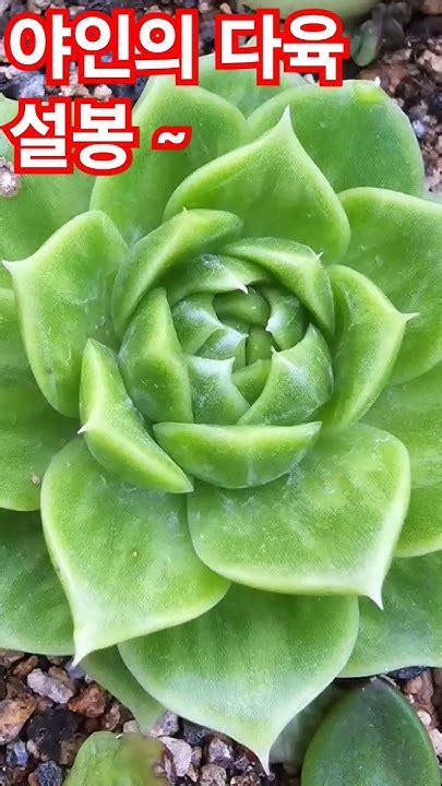 행복한 주말 밤 되세요 ~ 임영웅 파종이 실생 다육 다유기 다육이 다육식물 반려식물 다육판매 다육이판매 다육이키우기 다육인스타그램 매혹이 청주