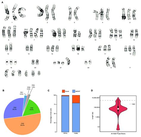 K562 Karyogram And Callset Overview A Representative Karyogram Of Download Scientific Diagram