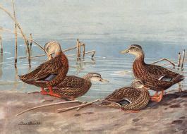 Florida Dusky Duck Mexican Duck